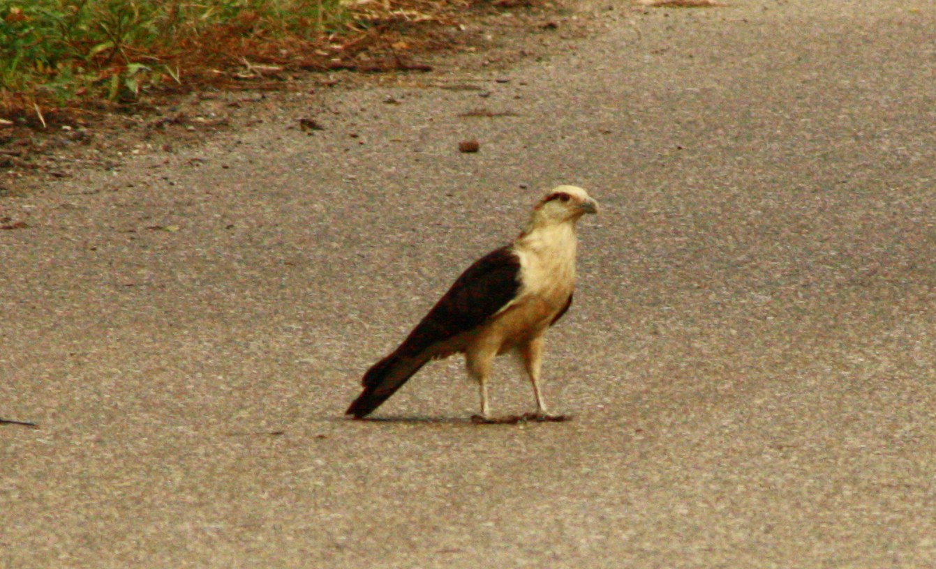 Aves en nuestras fincas: Garrapatero (Milvago chimachima) - ABC del Finkero